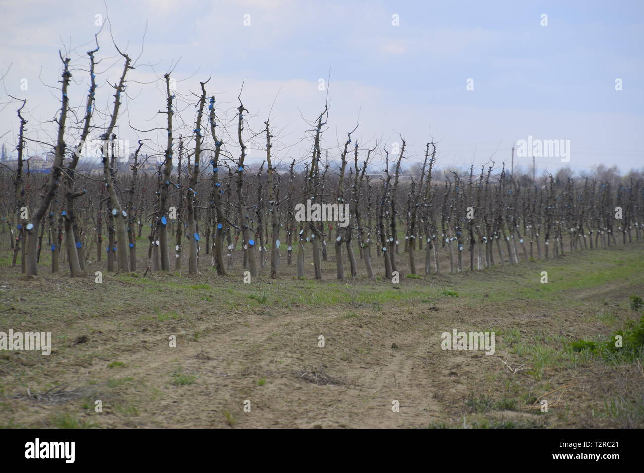 Apple trees in the garden, pruning apple trees, protecting cut branches ...
