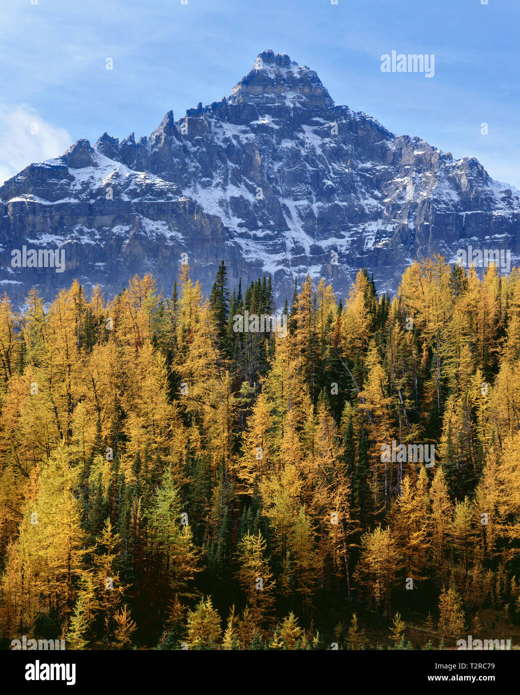 Alpine larch larix lyallii in hi-res stock photography and images - Alamy