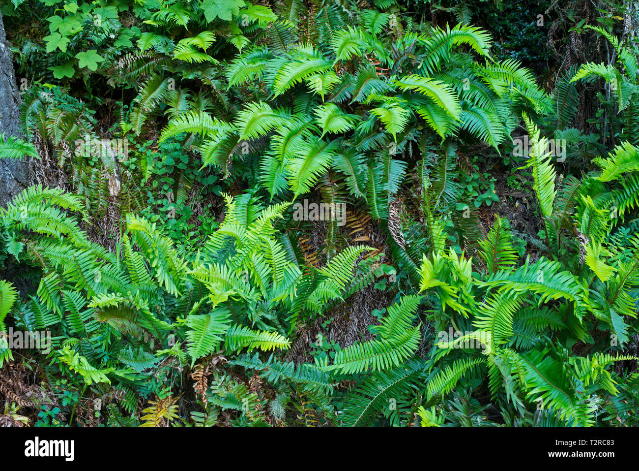 A steep hillside covered with ferns along the Coastal Trail at Point ...