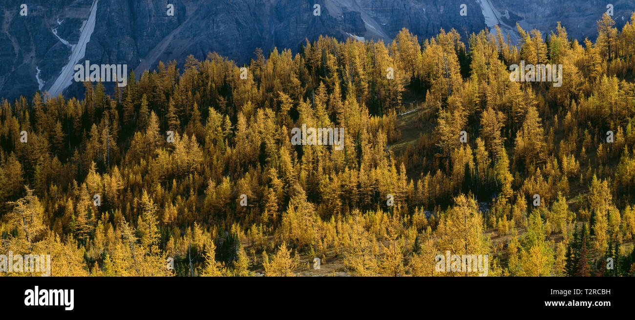 Canada, Alberta, Banff National Park, Fall colored alpine larch in ...
