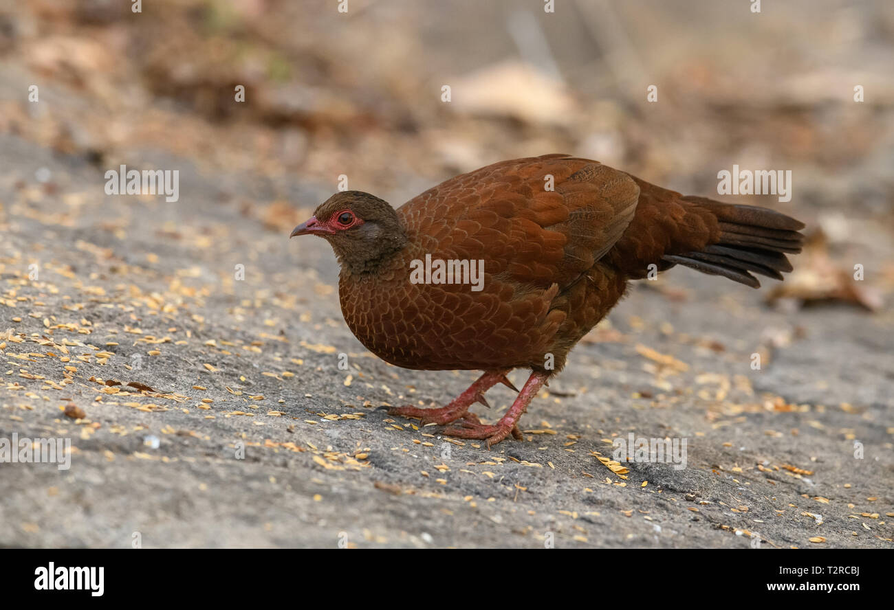 Indian spur hi-res stock photography and images - Alamy