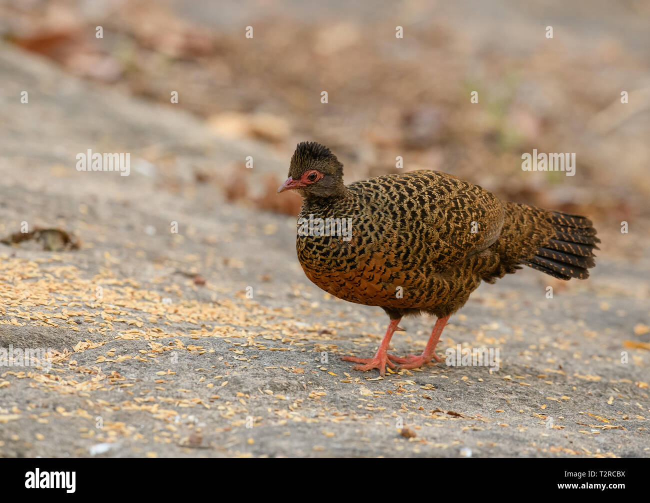 Red-necked Spurfowl posing in the early morning light, It is a member ...