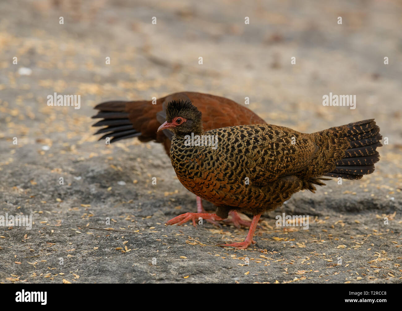 Indian spur hi-res stock photography and images - Alamy