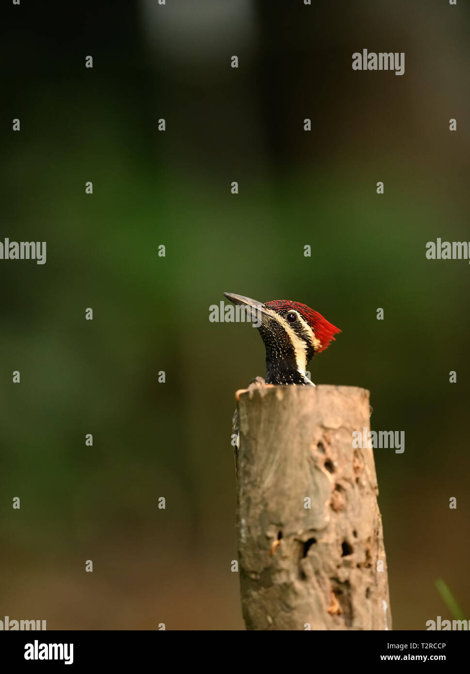 Black-rumped flameback or lesser golden-backed woodpecker climbing on ...