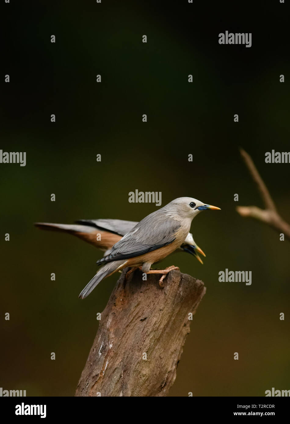 Chestnut headed Blyth's Starling bird is a member of the starling ...