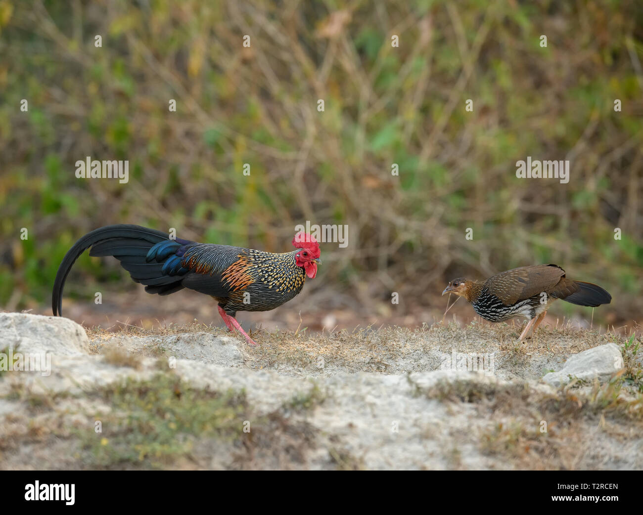 The Grey Junglefowl (Gallus sonneratii) is a wild species of domestic ...
