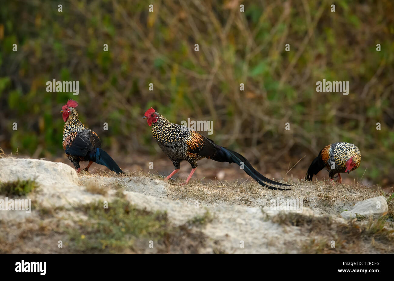 Grey junglefowl gallus sonneratii hi-res stock photography and images ...