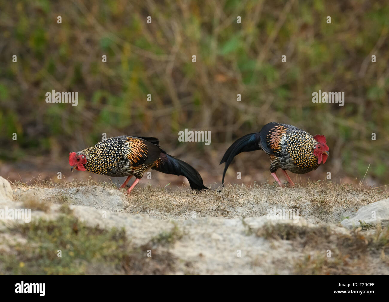 The Grey Junglefowl (Gallus sonneratii) is a wild species of domestic ...