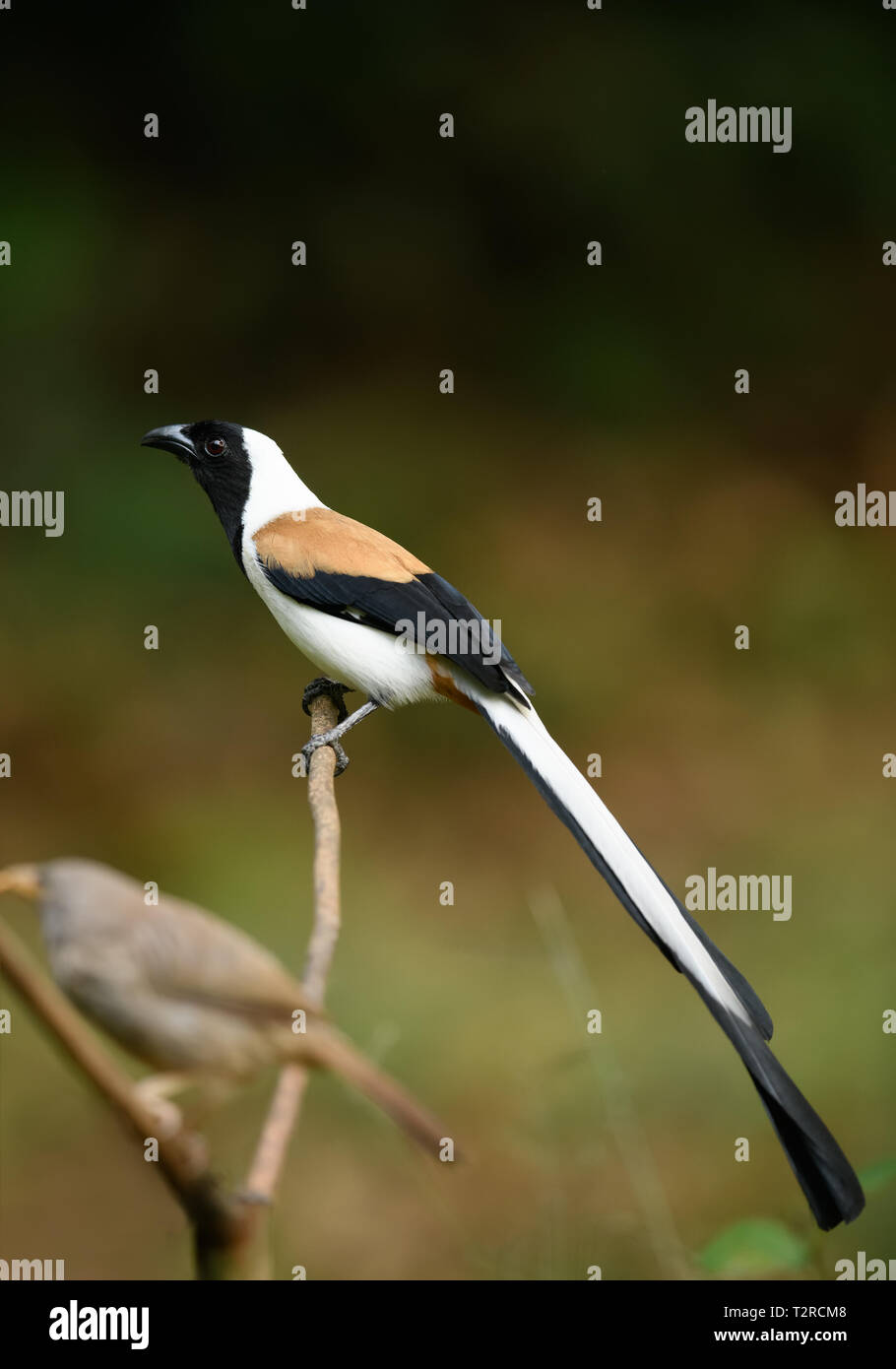 White collared crow hi-res stock photography and images - Alamy
