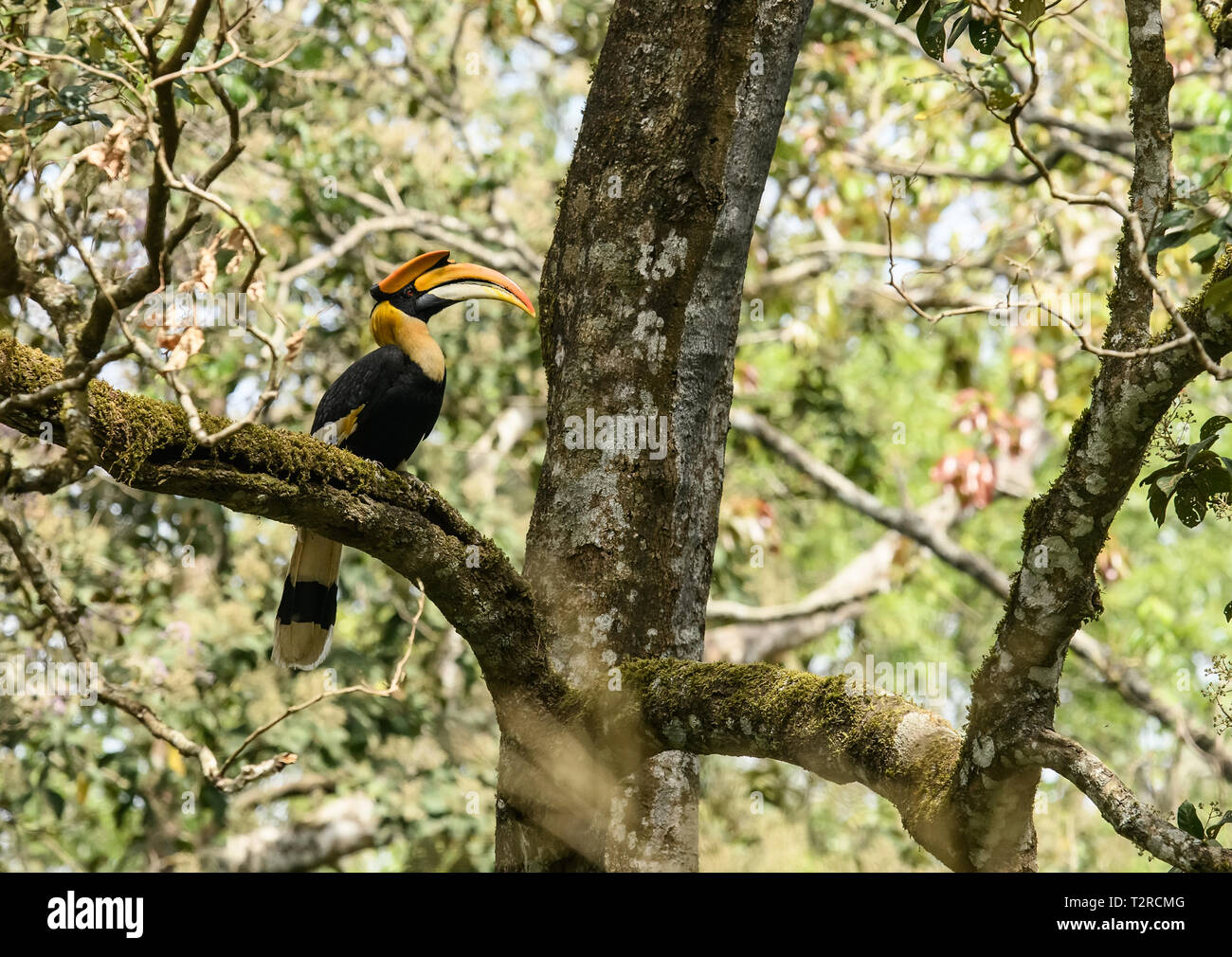 Closeup portrait of a Great hornbil, great Indian hornbill or great ...