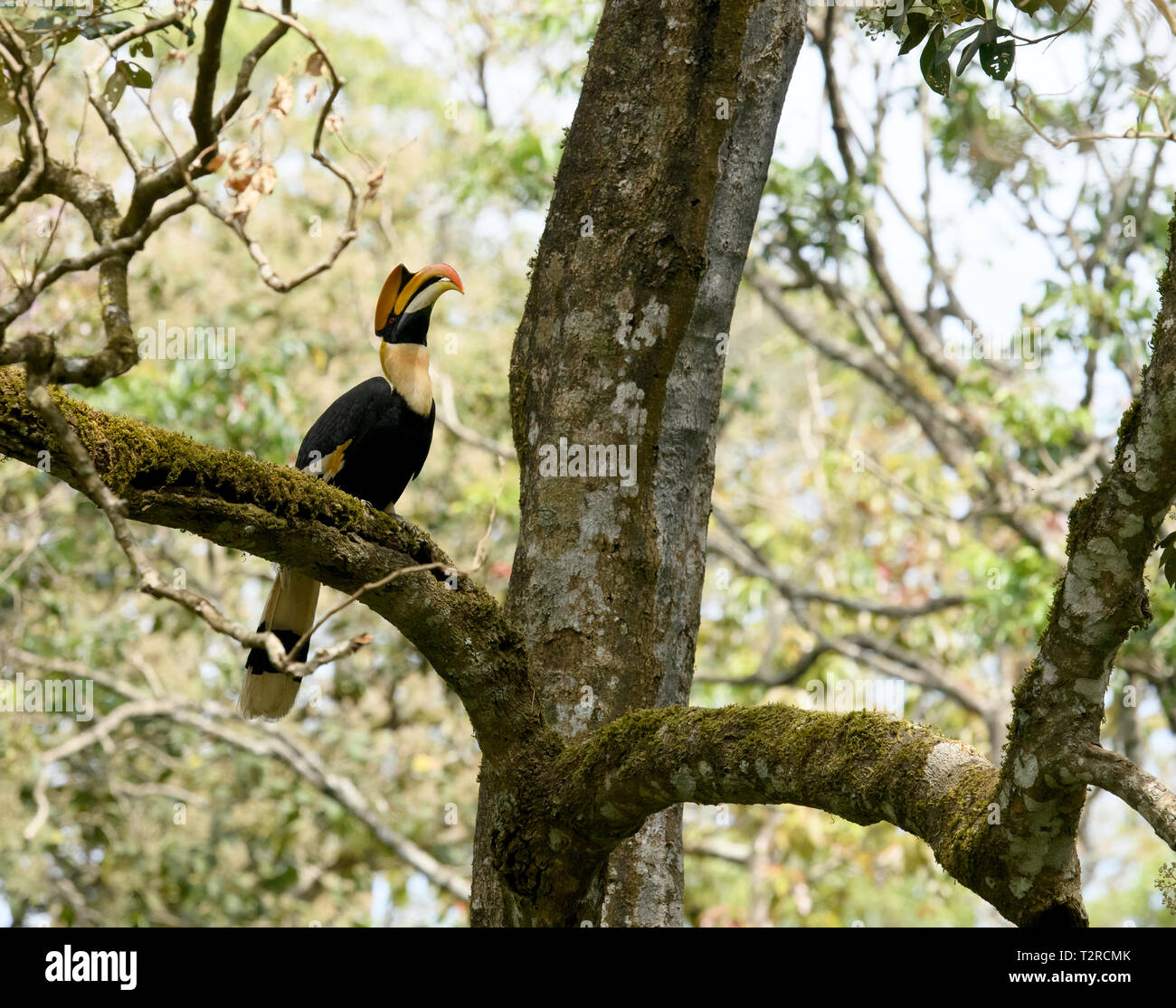 Closeup portrait of a Great hornbil, great Indian hornbill or great ...