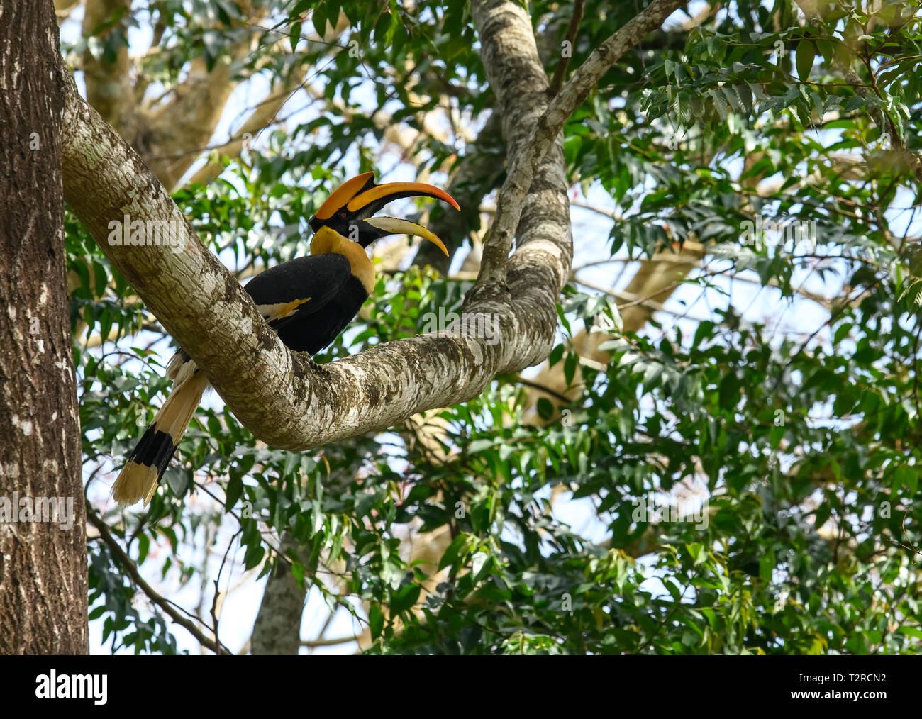 Closeup portrait of a Great hornbil, great Indian hornbill or great ...