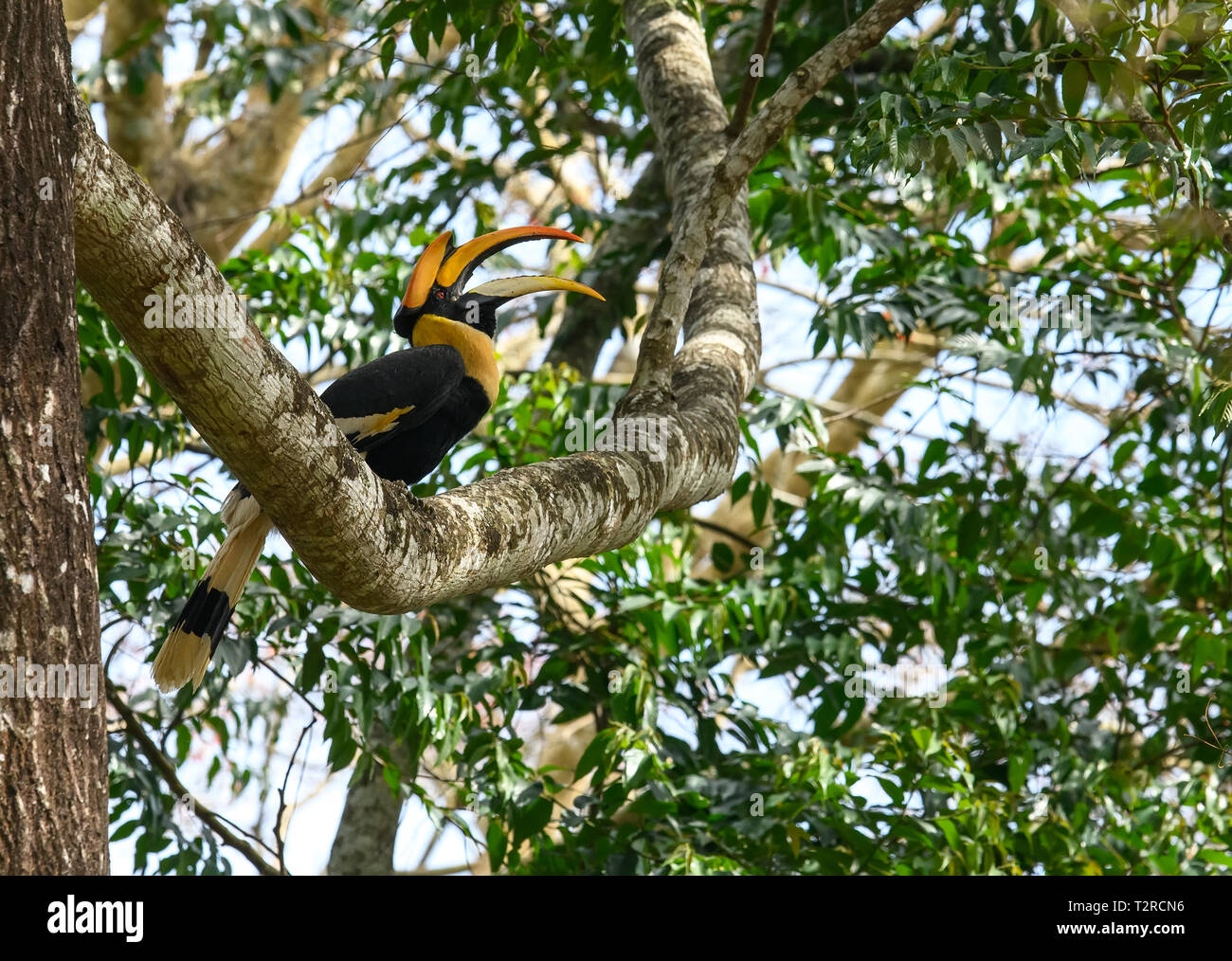 Closeup portrait of a Great hornbil, great Indian hornbill or great ...