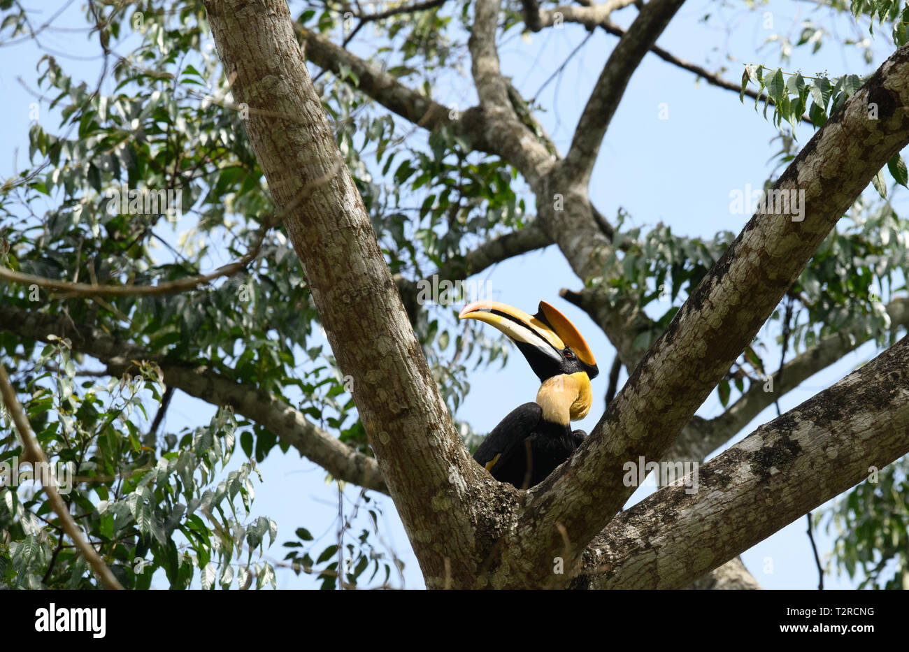 Hornbil High Resolution Stock Photography and Images - Alamy