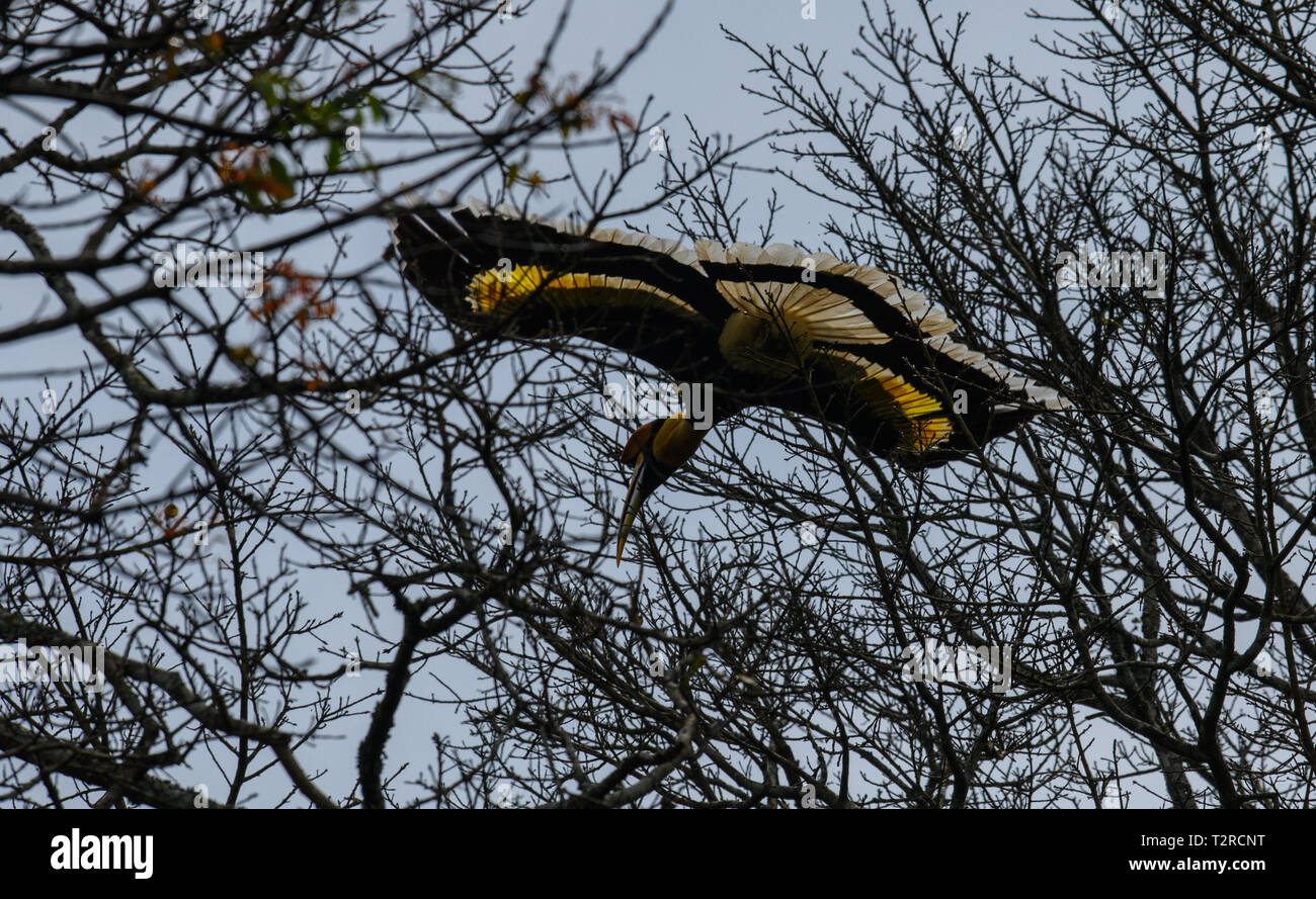 Closeup portrait of a Great hornbil, great Indian hornbill or great ...