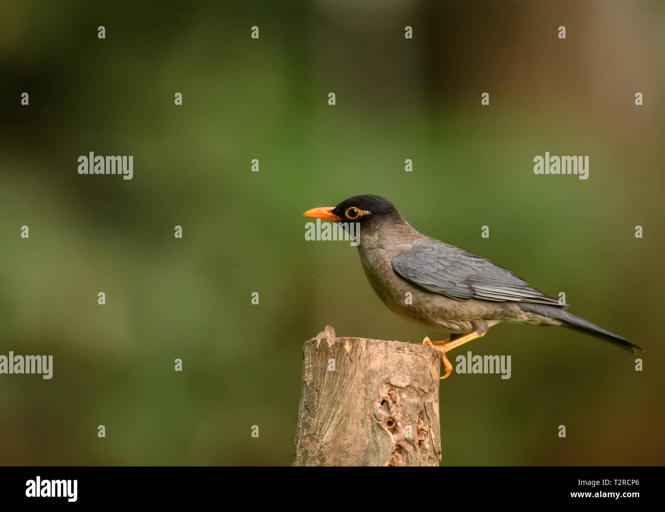 Small black bird hi-res stock photography and images - Alamy