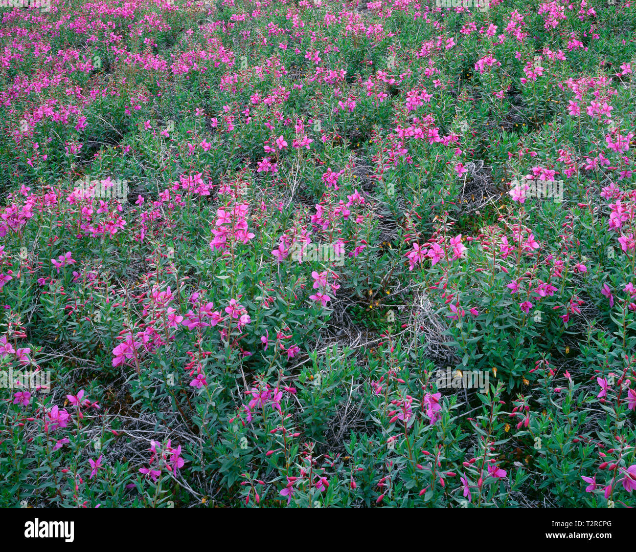 Alberta fireweed hi-res stock photography and images - Alamy
