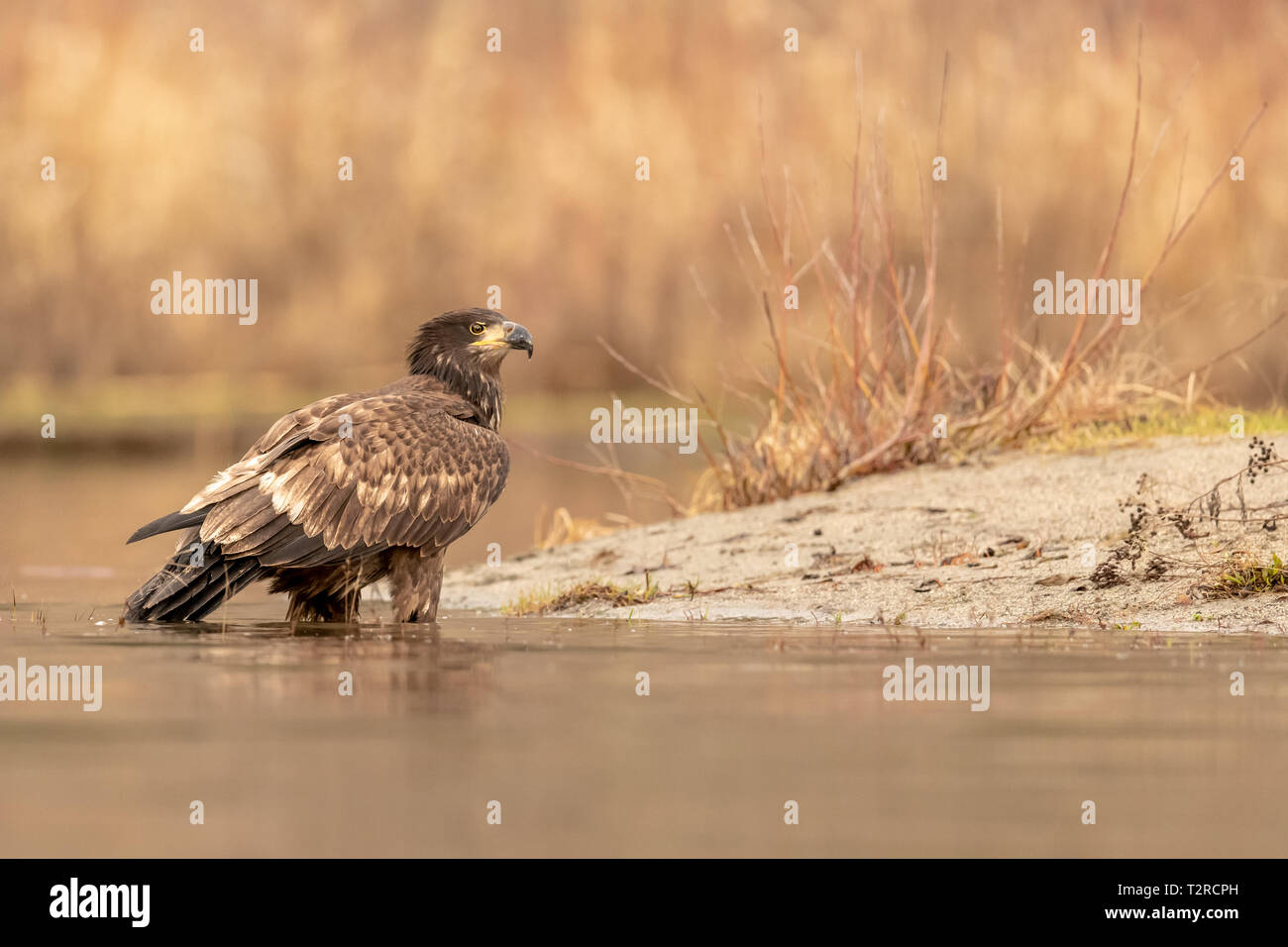 Juvenile Northern Bald eagle (Haliaeetus leucocephalus) in Pacific ...