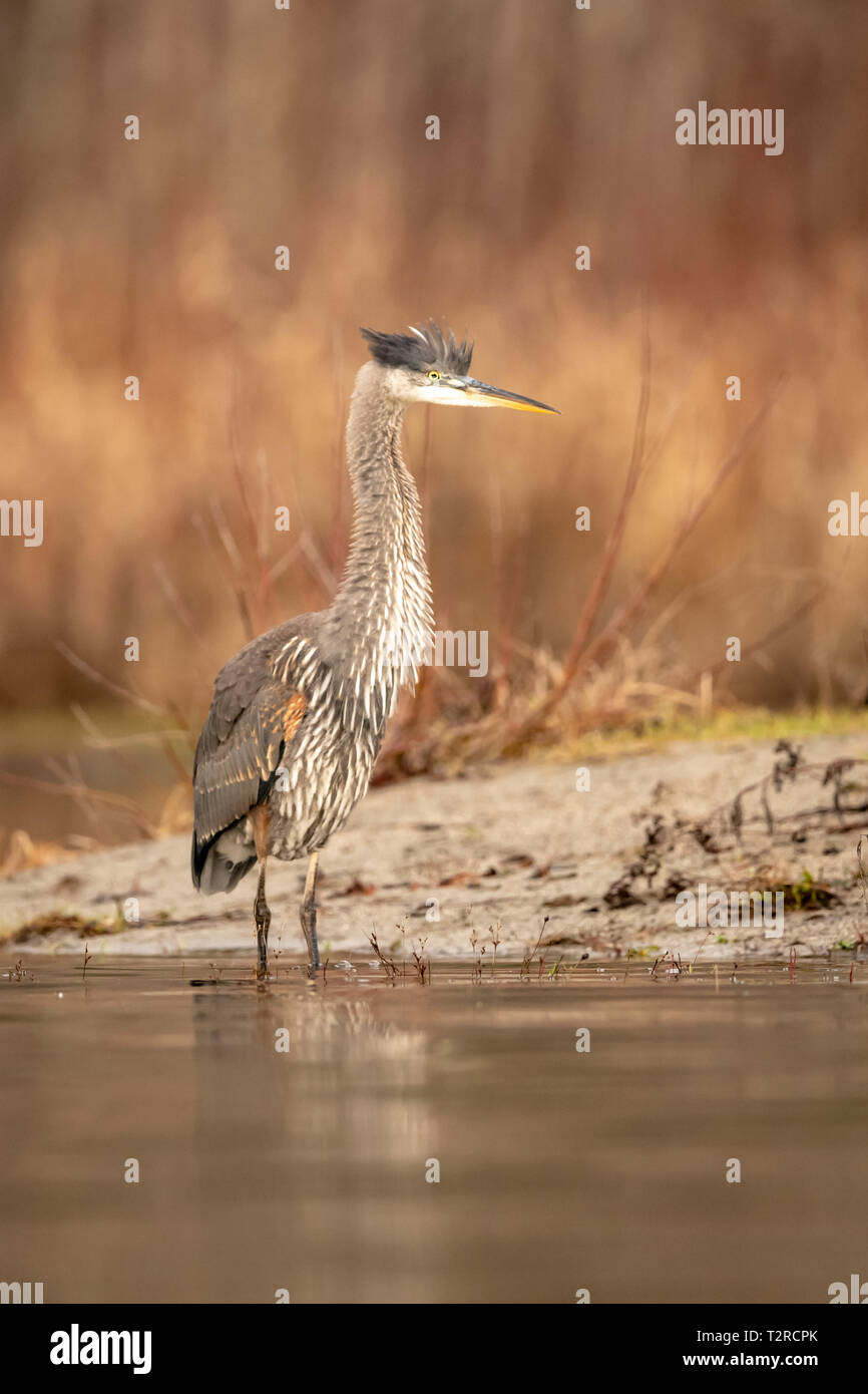 Aggressive appearance hi-res stock photography and images - Alamy