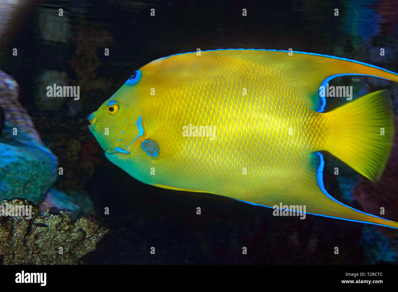 Queen Angelfish, Holacanthus ciliaris, a coral reef fish Stock Photo ...