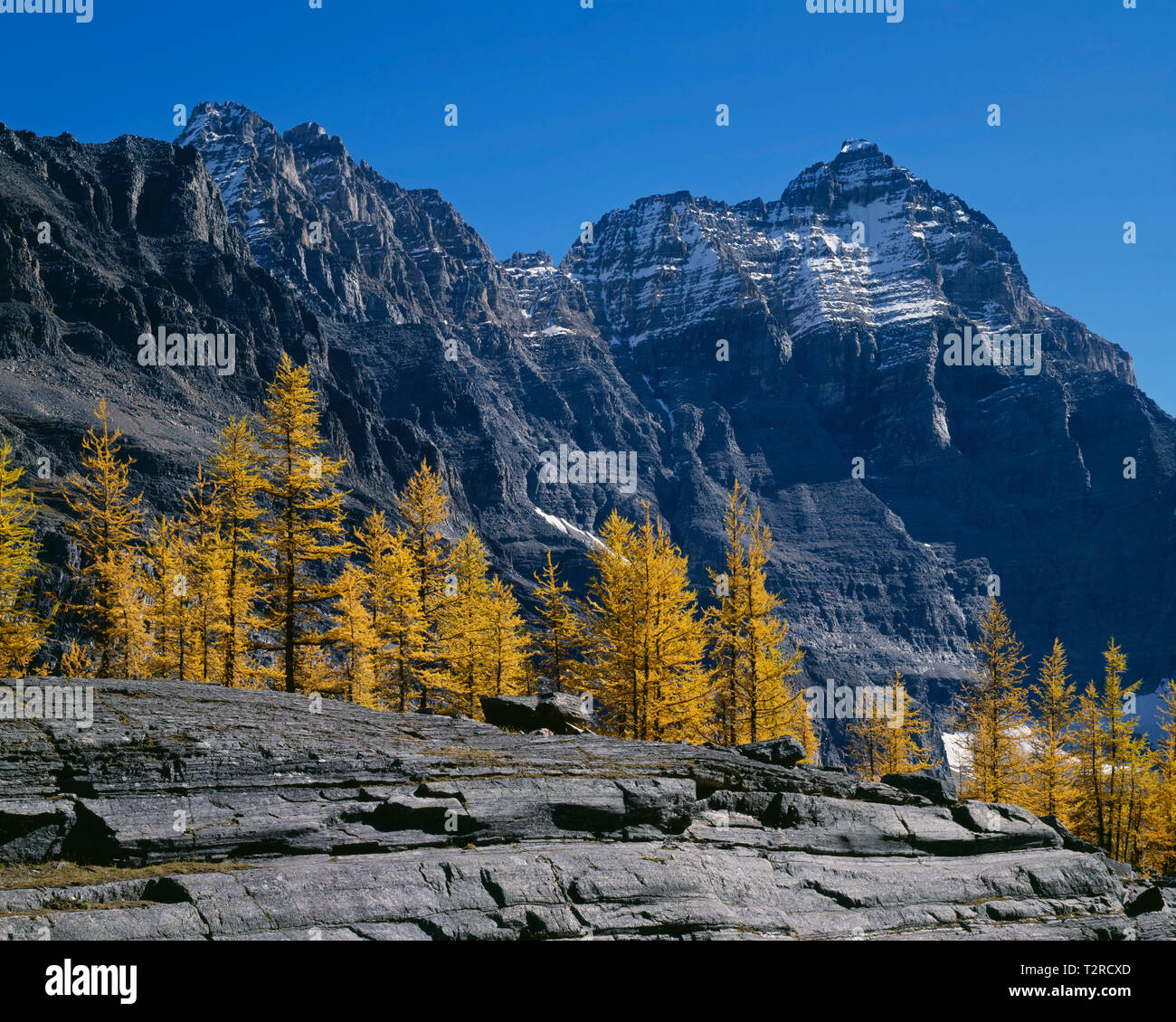 Canada, British Columbia, Yoho National Park, Fall-colored alpine larch ...