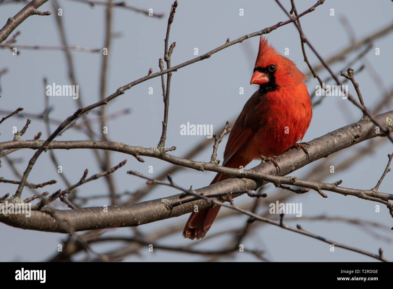 Cardinal in a tree looking Stock Photo - Alamy