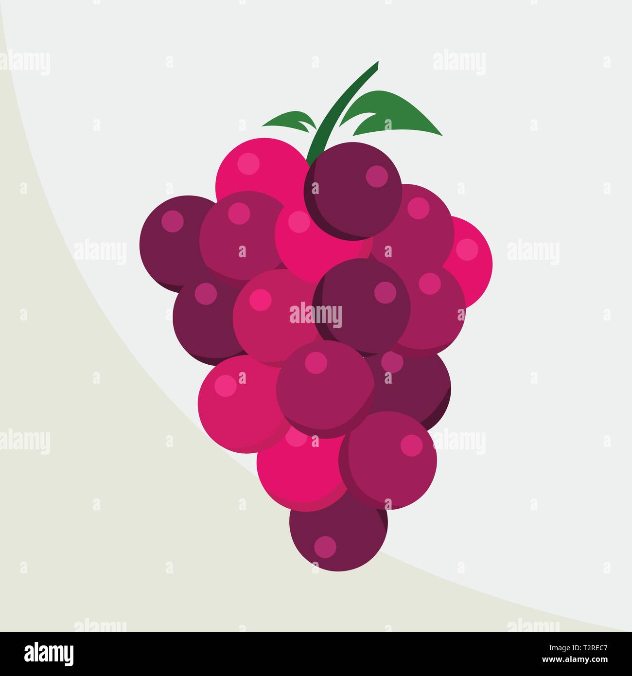Grapevine green purple grapes Stock Vector Images - Alamy