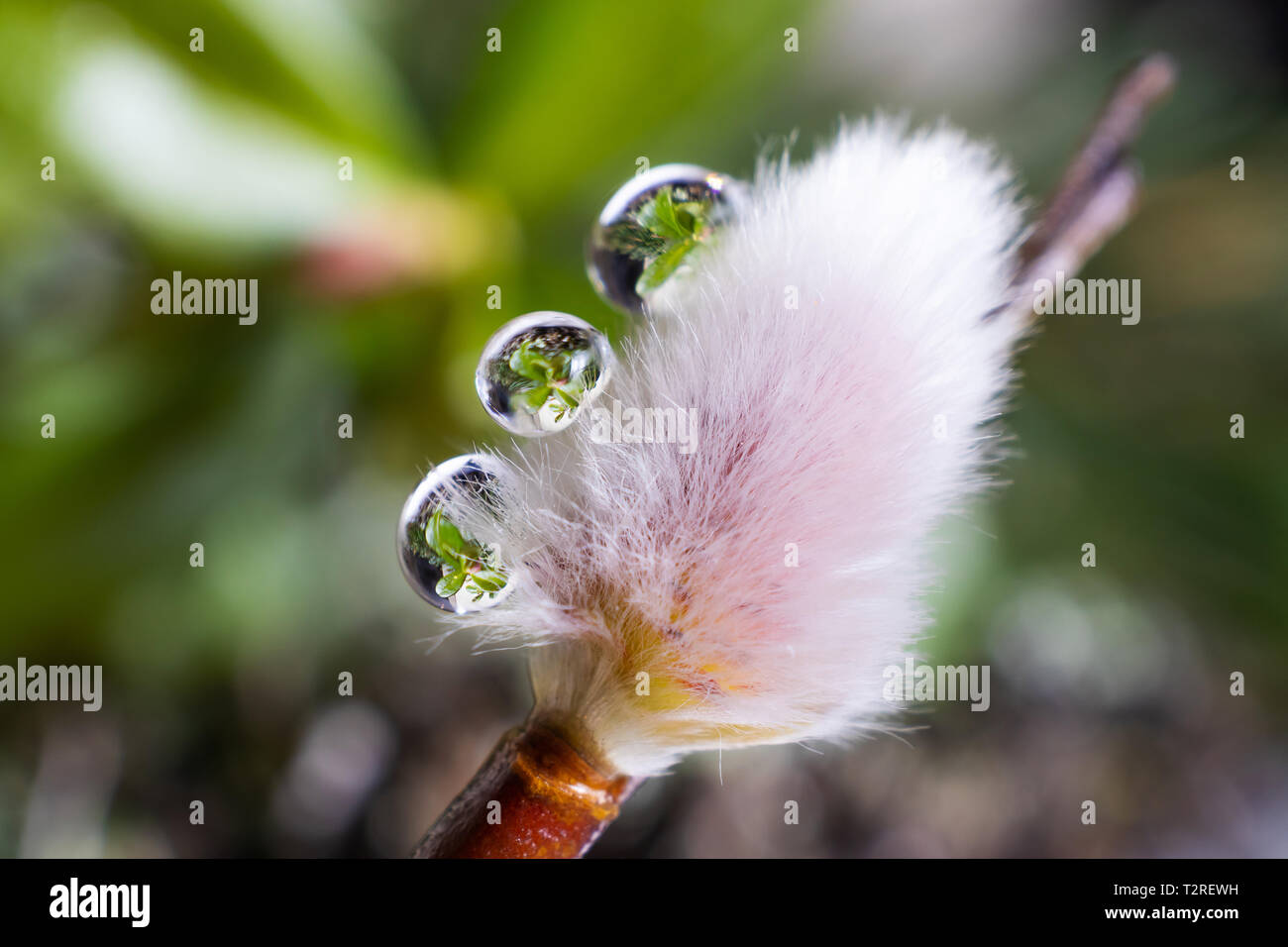 Fluffy shoots of a willow tree close-up in water drops. In droplets ...