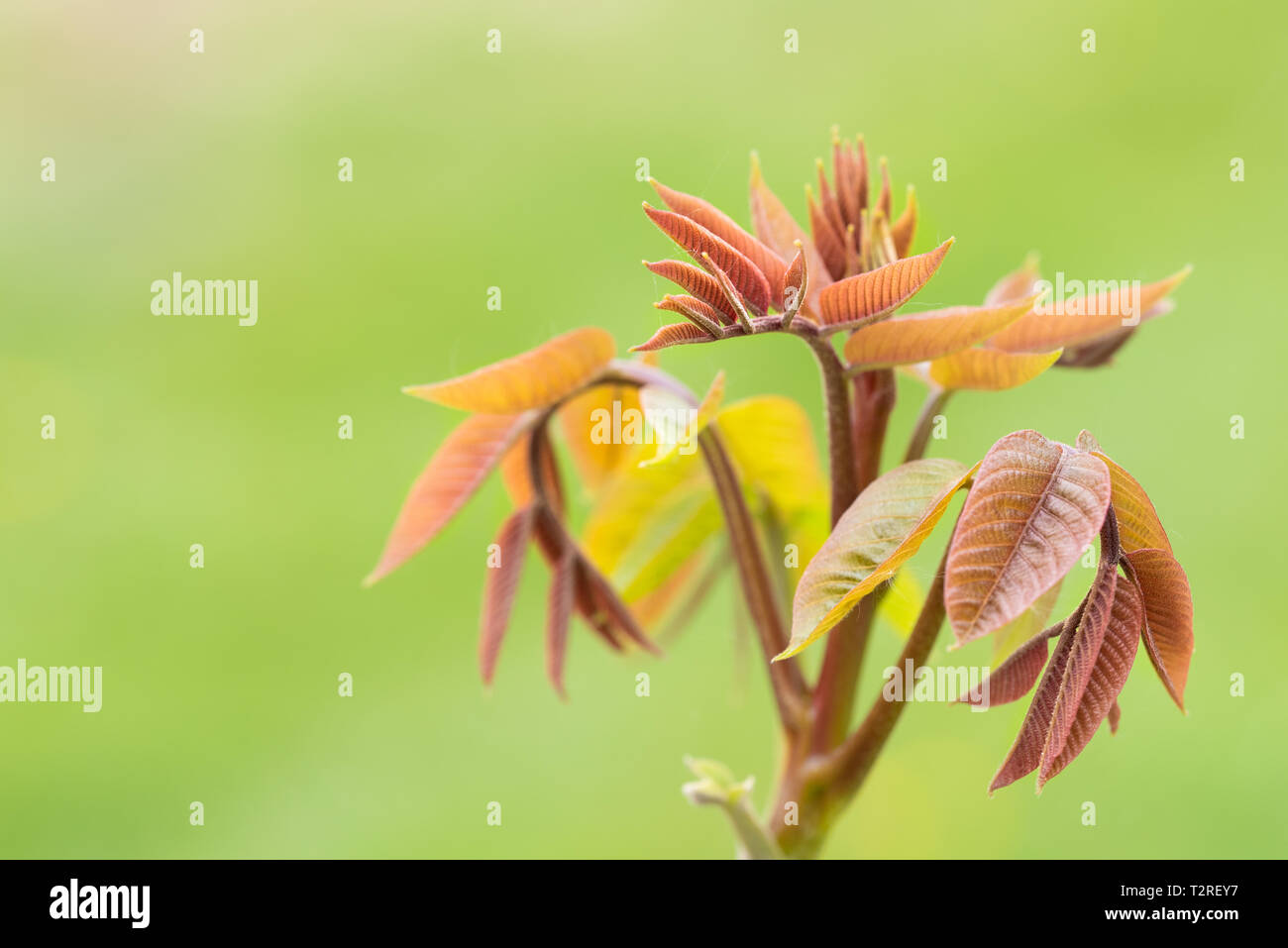 nut tree leaves Stock Photo - Alamy