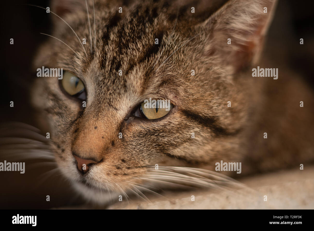 Striped the tomcat hi-res stock photography and images - Alamy