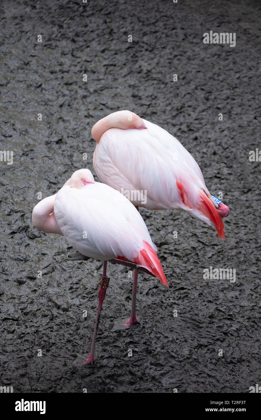 White and pink flamingos sleeping in mud Stock Photo - Alamy