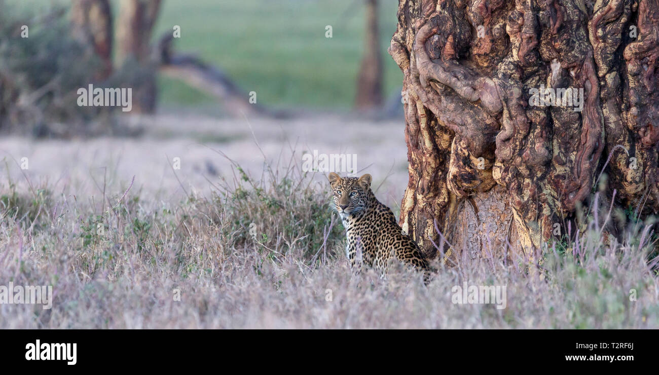 Swamp cats hi-res stock photography and images - Alamy