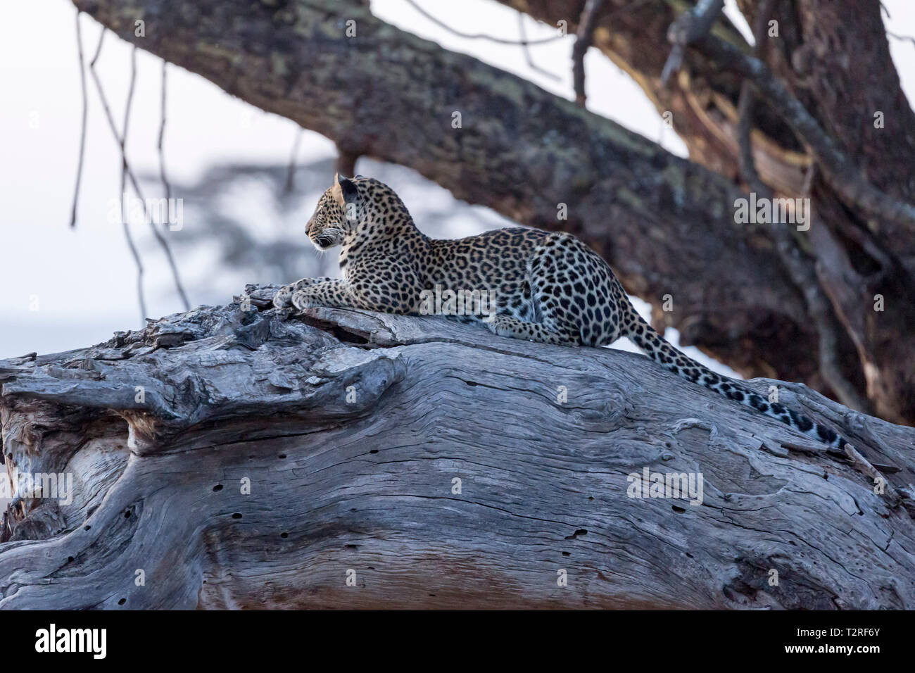 Lewa down hi-res stock photography and images - Alamy