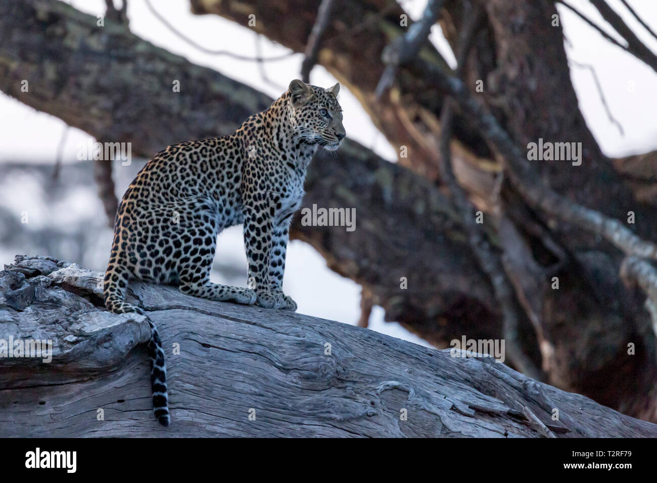 Leopard panthera pardus on fallen tree hi-res stock photography and ...