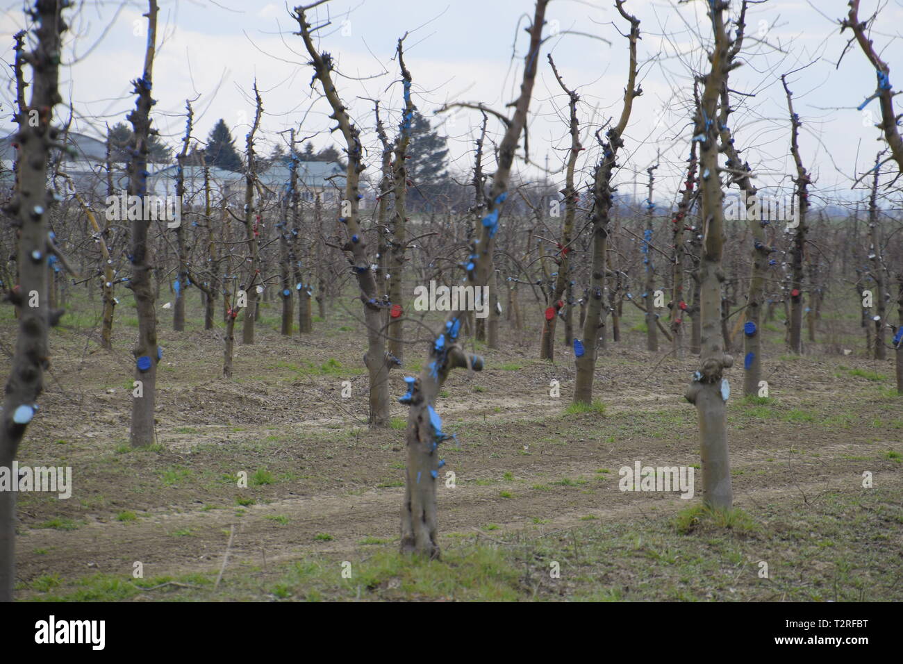 Apple trees in the garden, pruning apple trees, protecting cut branches ...