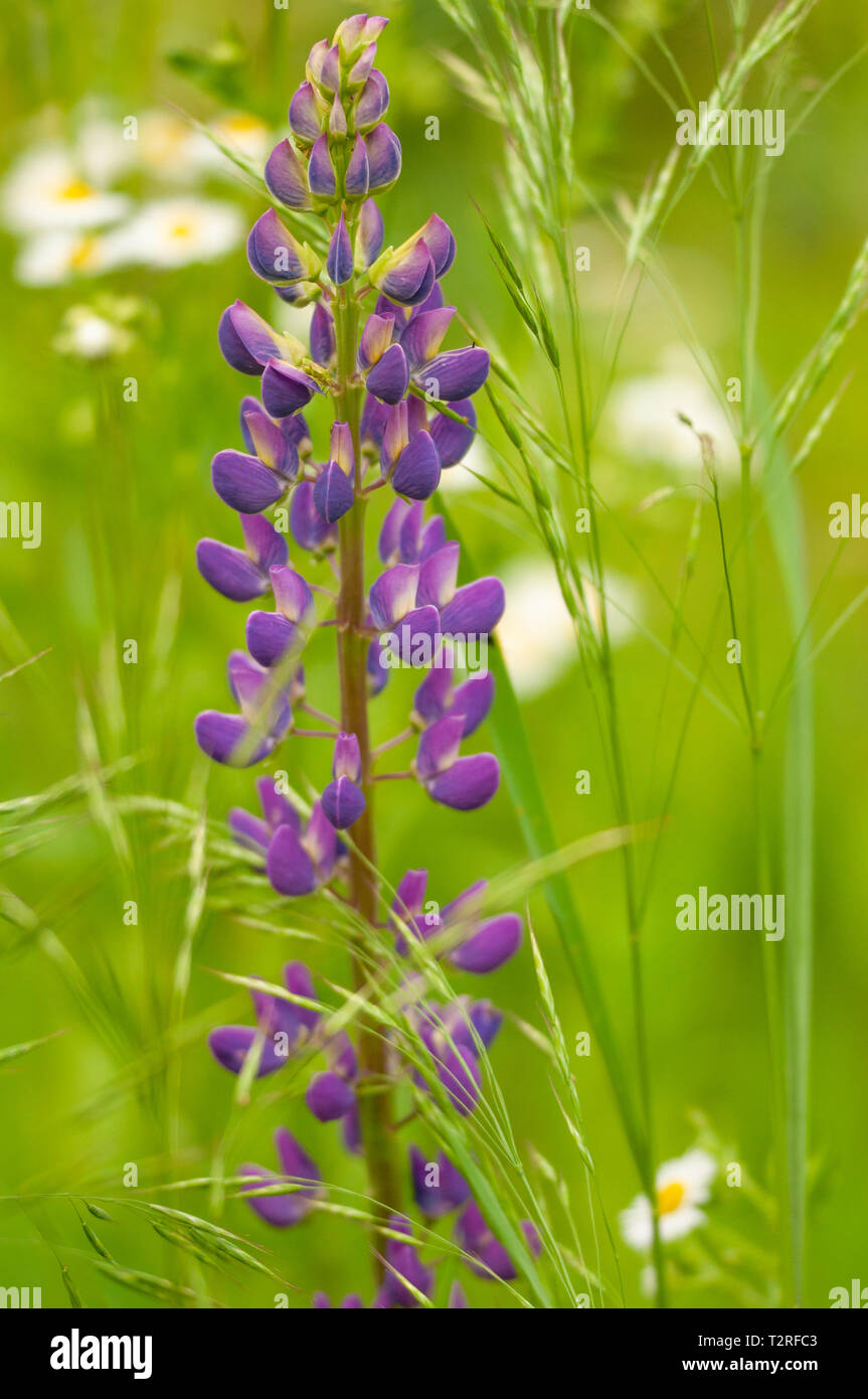 Purple Lupin flowers Stock Photo - Alamy