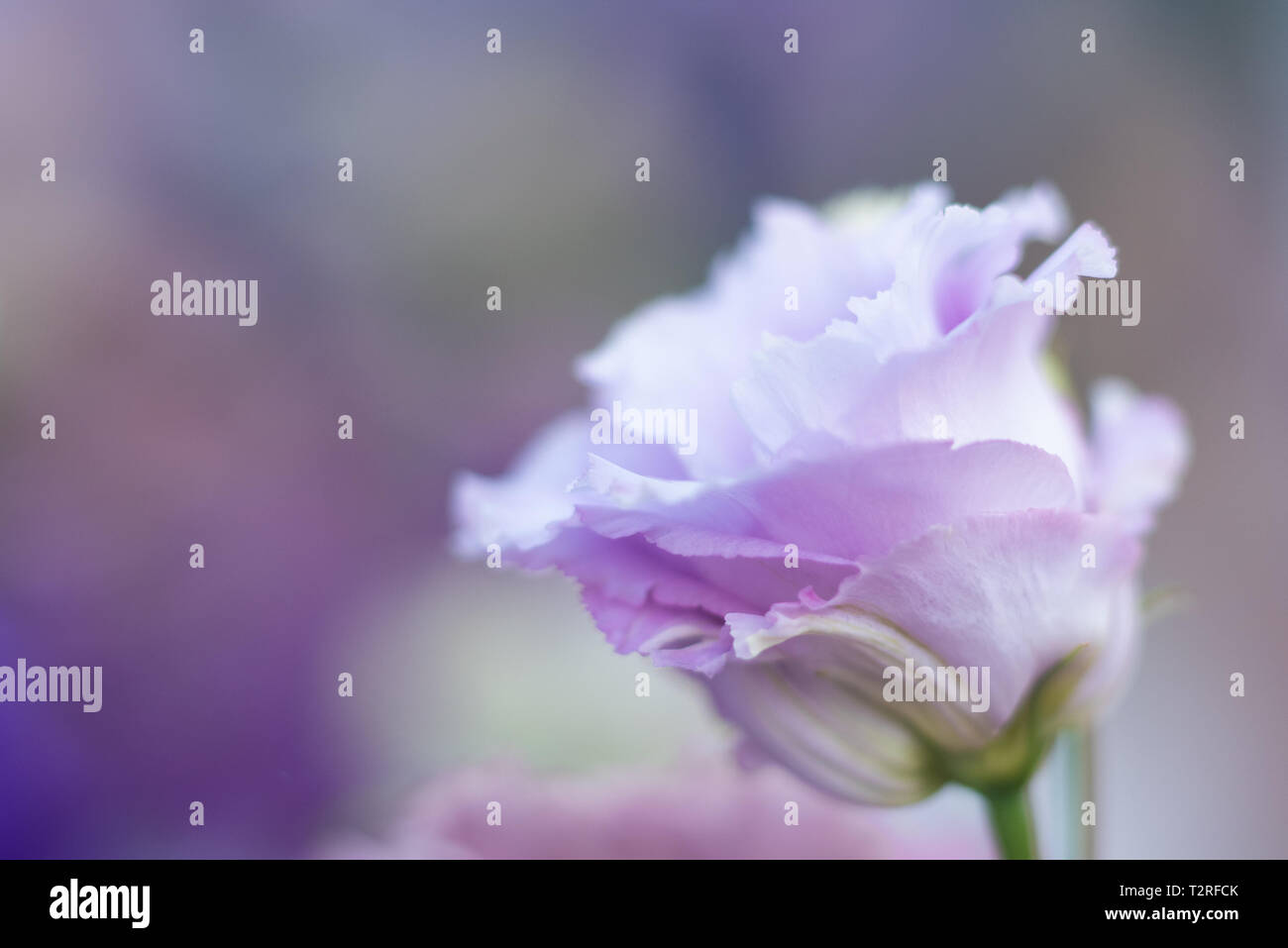 Lisianthus purple hi-res stock photography and images - Alamy
