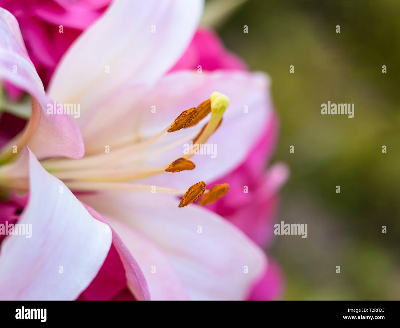 Purple madonna lily hi-res stock photography and images - Alamy
