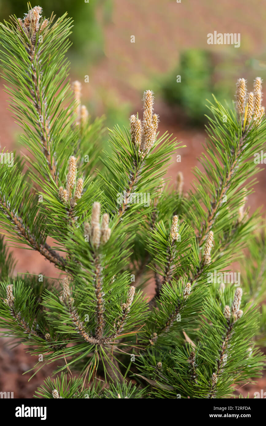 Pine tree with spruces Stock Photo - Alamy
