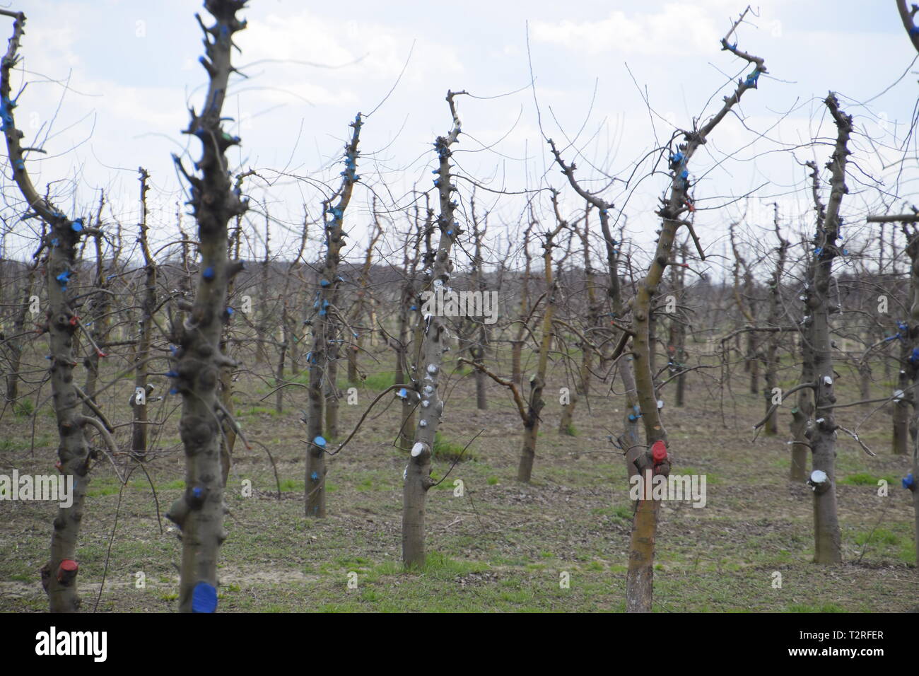 Apple trees in the garden, pruning apple trees, protecting cut branches ...