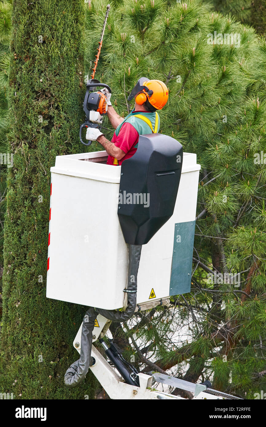 Equipped worker pruning a tree on a crane. Gardening works Stock Photo ...