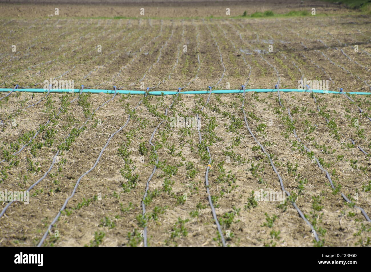 Drip irrigation on the field, black hoses drip irrigation Stock Photo ...