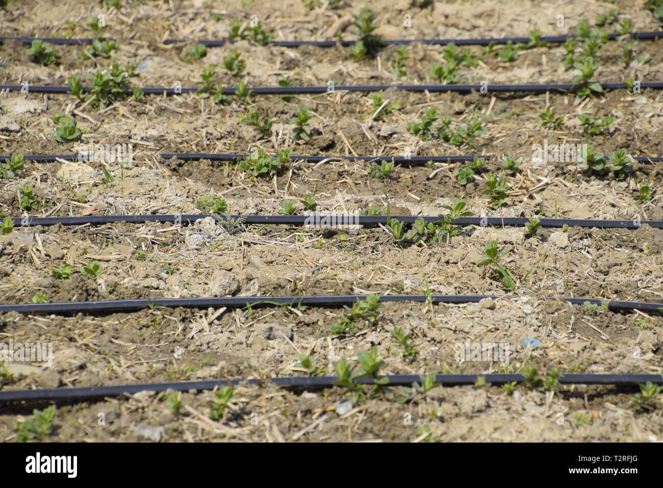 Drip irrigation on the field, black hoses drip irrigation Stock Photo ...