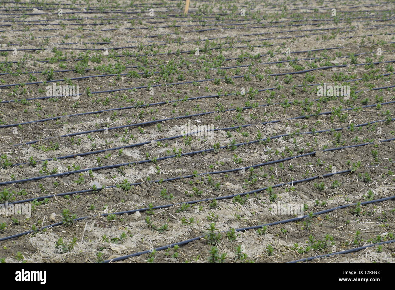Drip irrigation on the field, black hoses drip irrigation Stock Photo ...