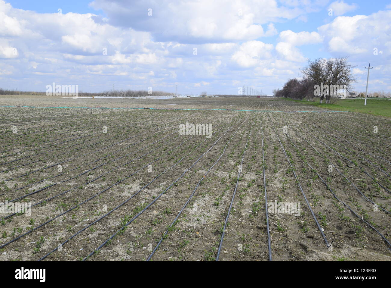 Drip irrigation on the field, black hoses drip irrigation Stock Photo ...