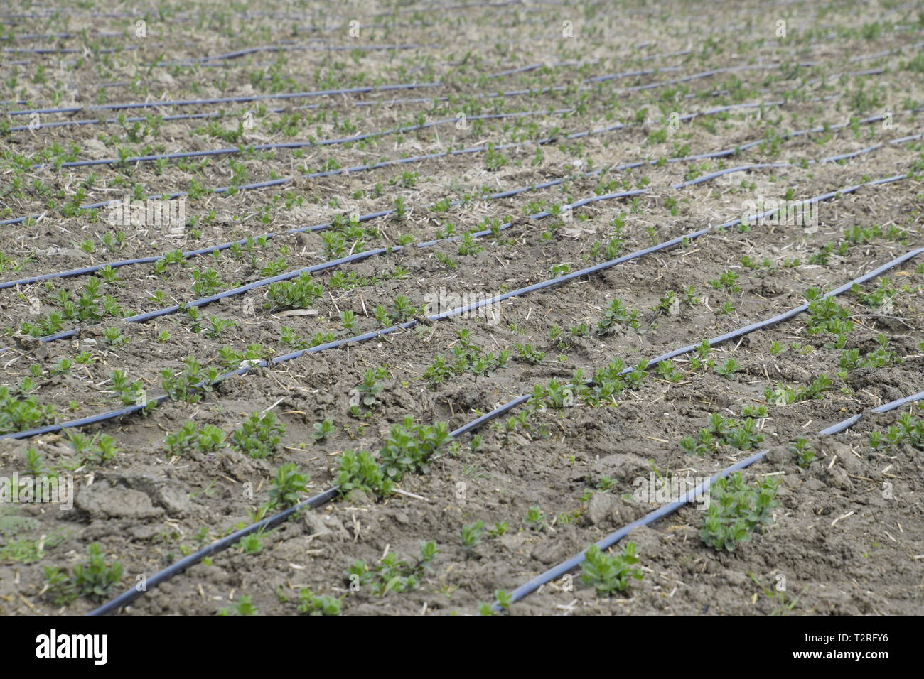 Drip irrigation on the field, black hoses drip irrigation Stock Photo ...