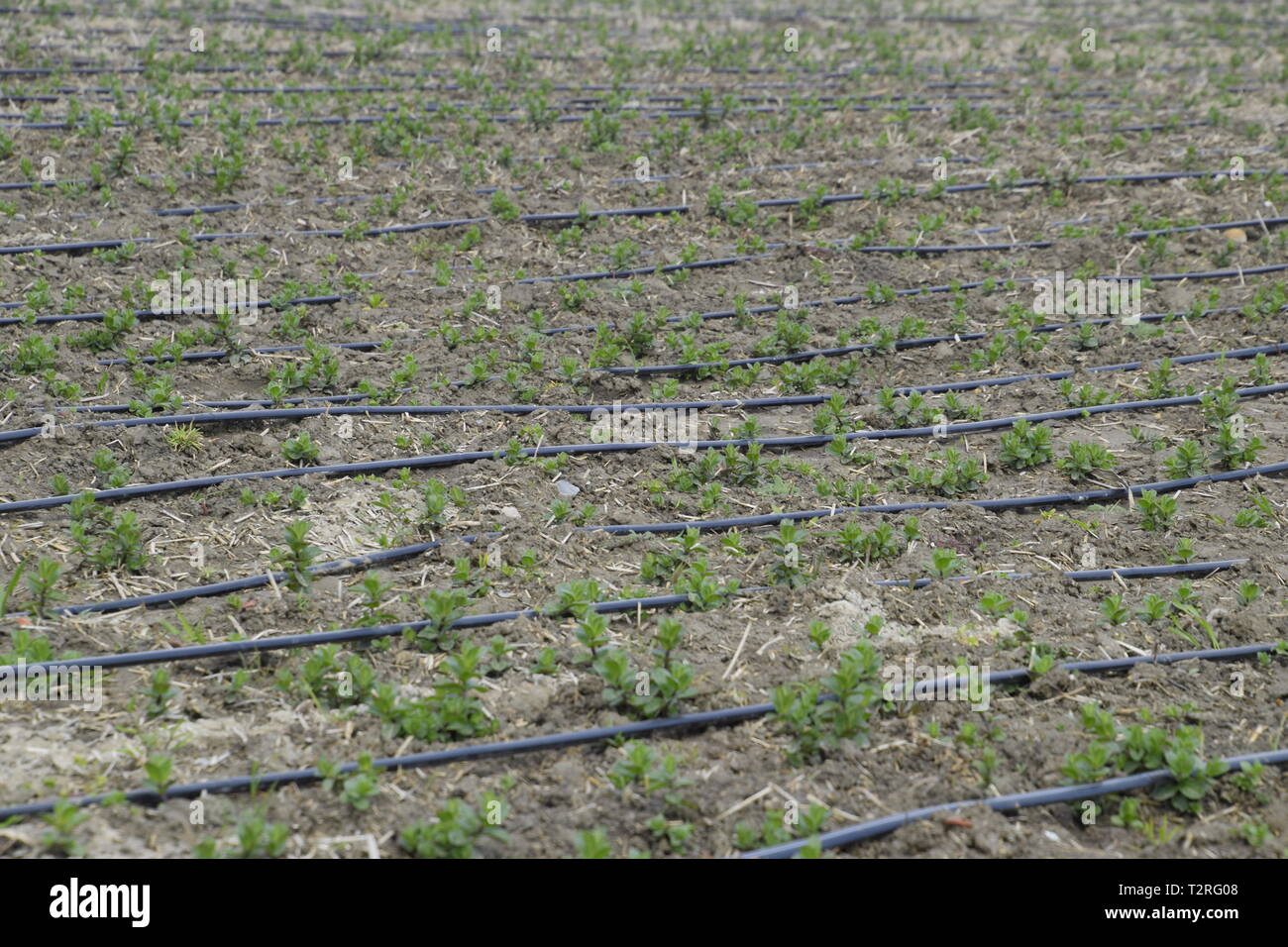 Drip irrigation on the field, black hoses drip irrigation Stock Photo ...