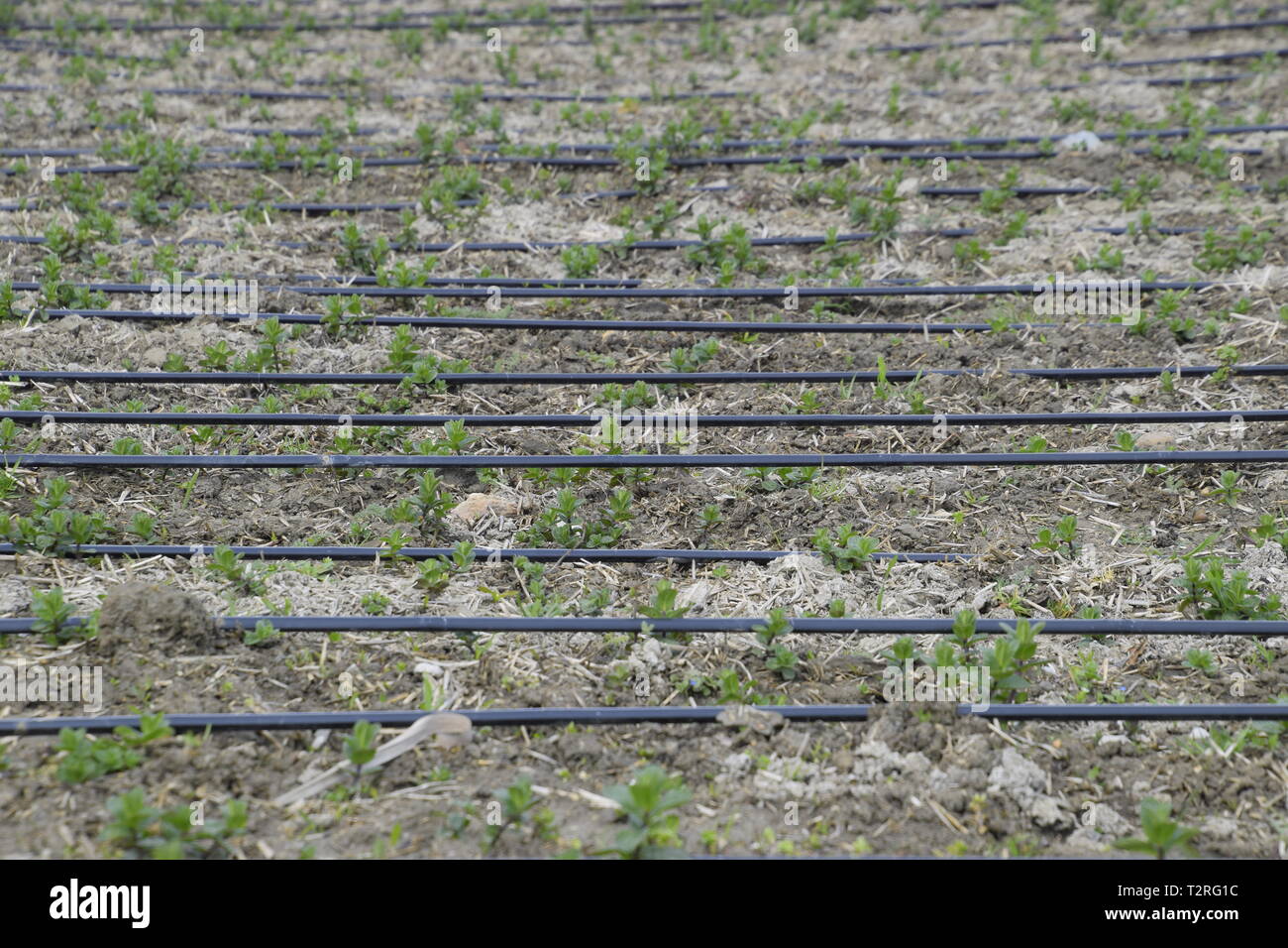 Drip irrigation on the field, black hoses drip irrigation Stock Photo ...