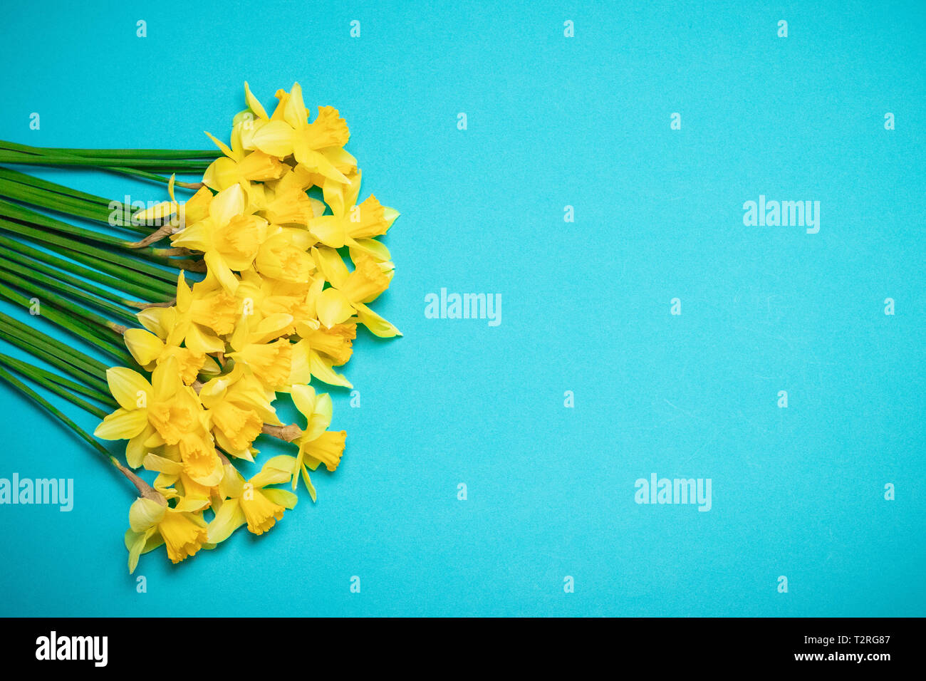 Fresh bouquet of daffodil flowers spring background for congratulations ...