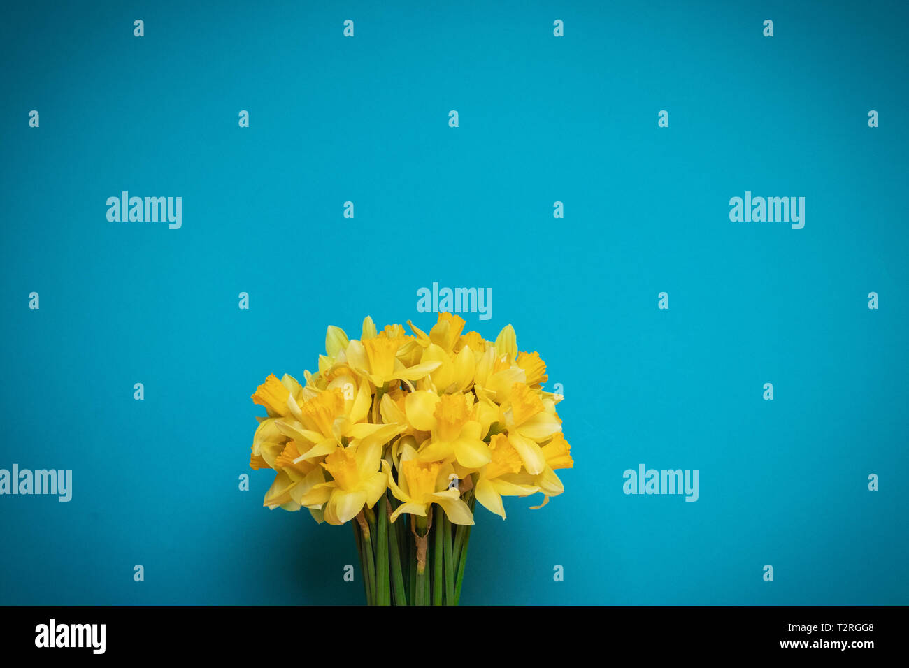 Bouquet of fresh yellow daffodils on a blue background with space for ...